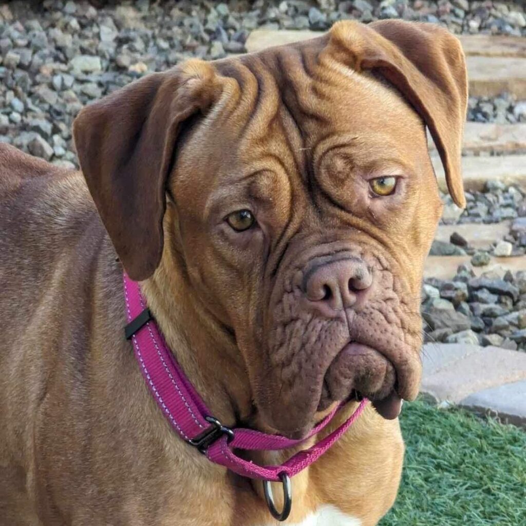 DDB Rescue Adoptable Dogue de Bordeaux