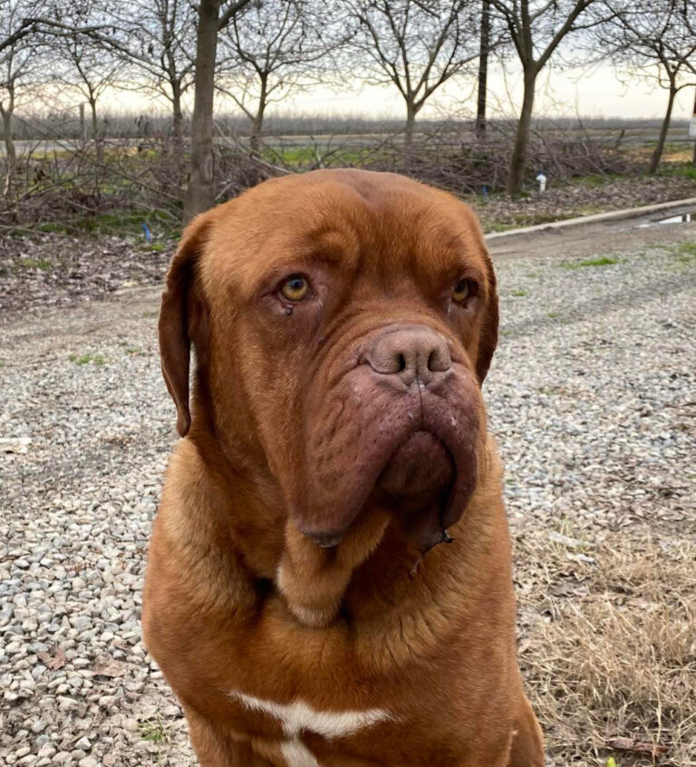 DDB Rescue Adoptable Dogue de Bordeaux