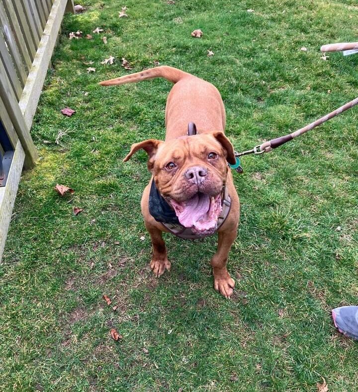 DDB Rescue Adoptable Dogue de Bordeaux