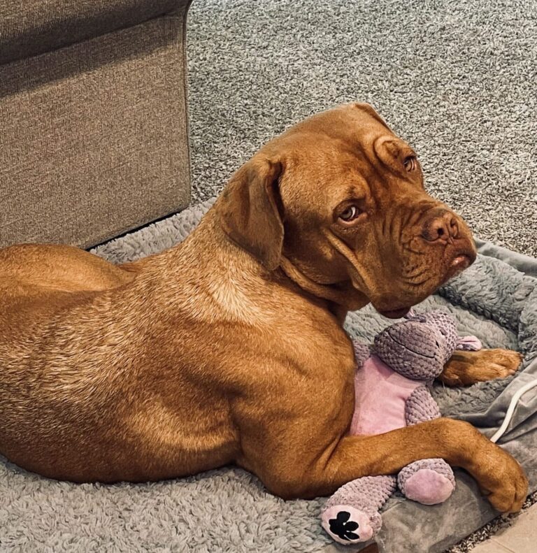 DDB Rescue Adoptable Dogue de Bordeaux