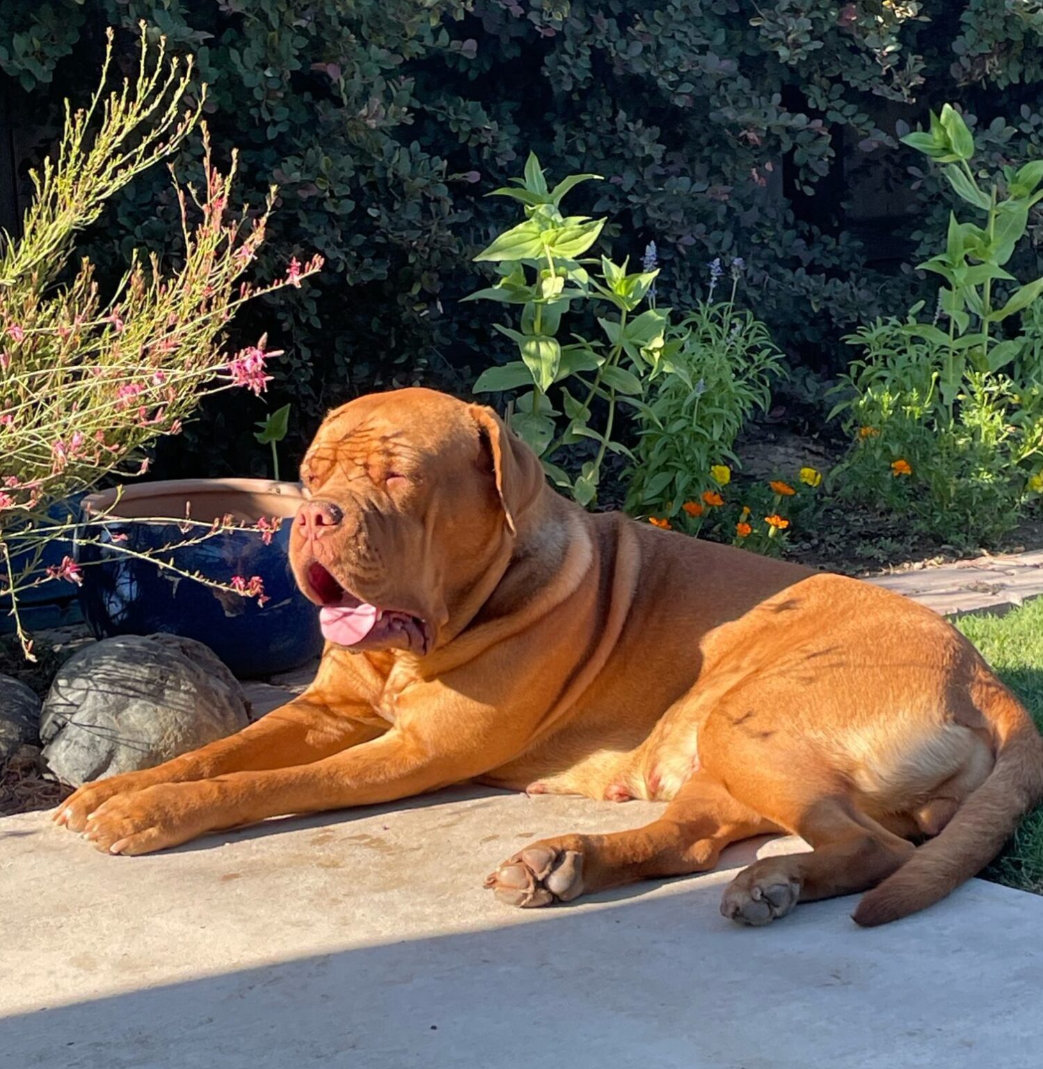 DDB Rescue Adoptable Dogue de Bordeaux